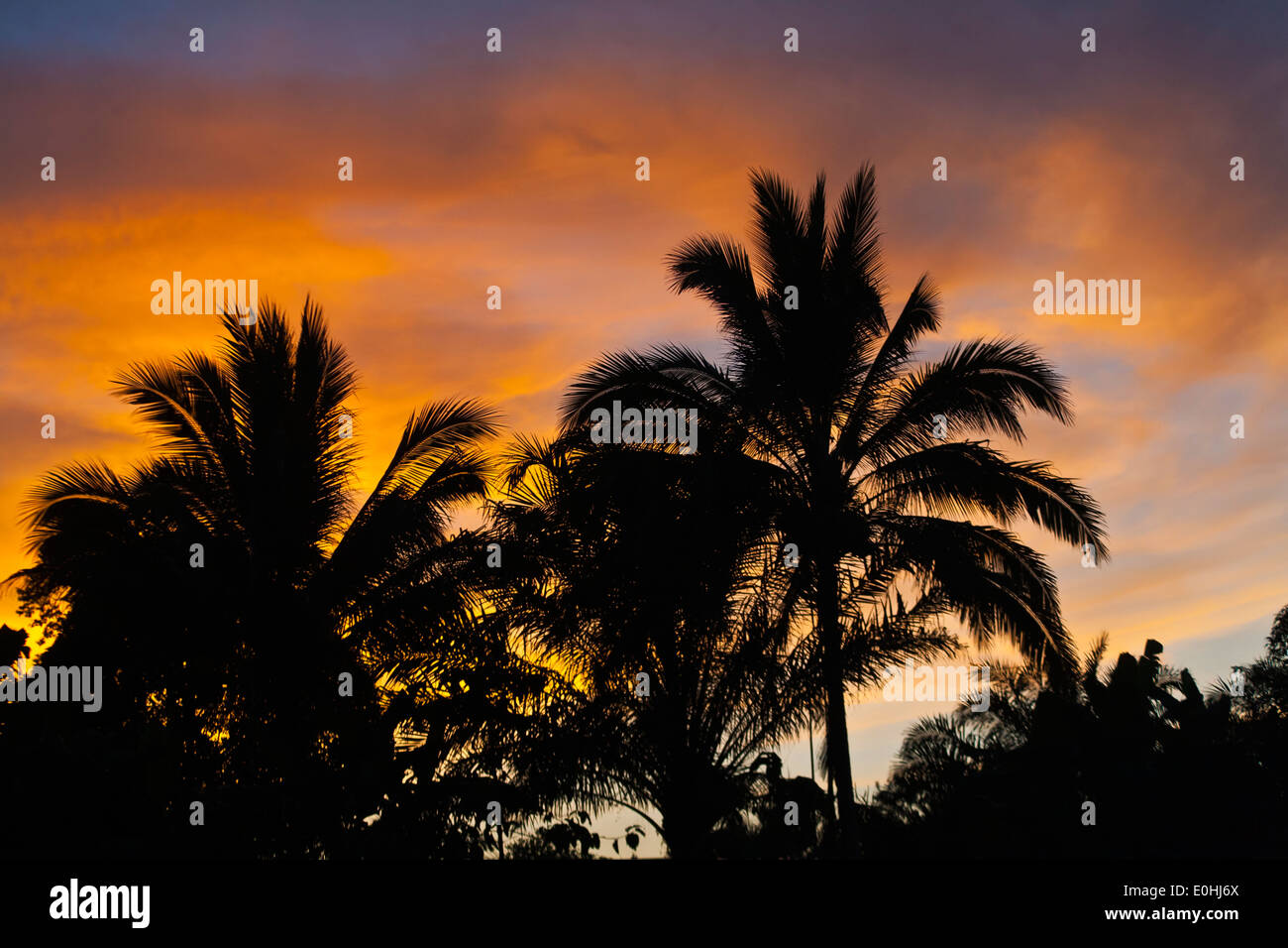 A beautiful sunset seen through rainforest trees in the KINABATANGAN ...