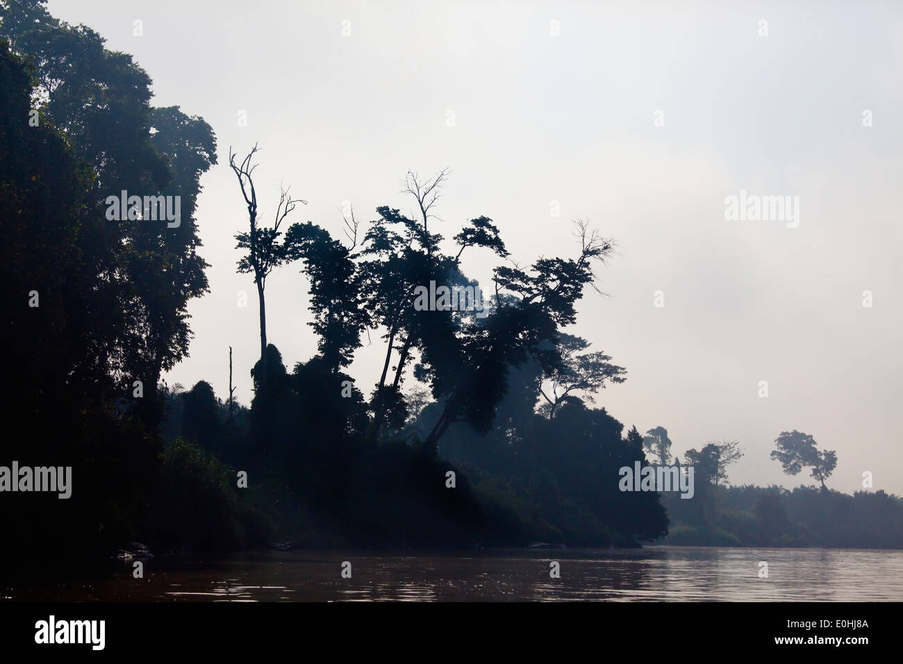 The KINABATANGAN RIVER WILDLIFE SANCTUARY is home to many wildlife ...