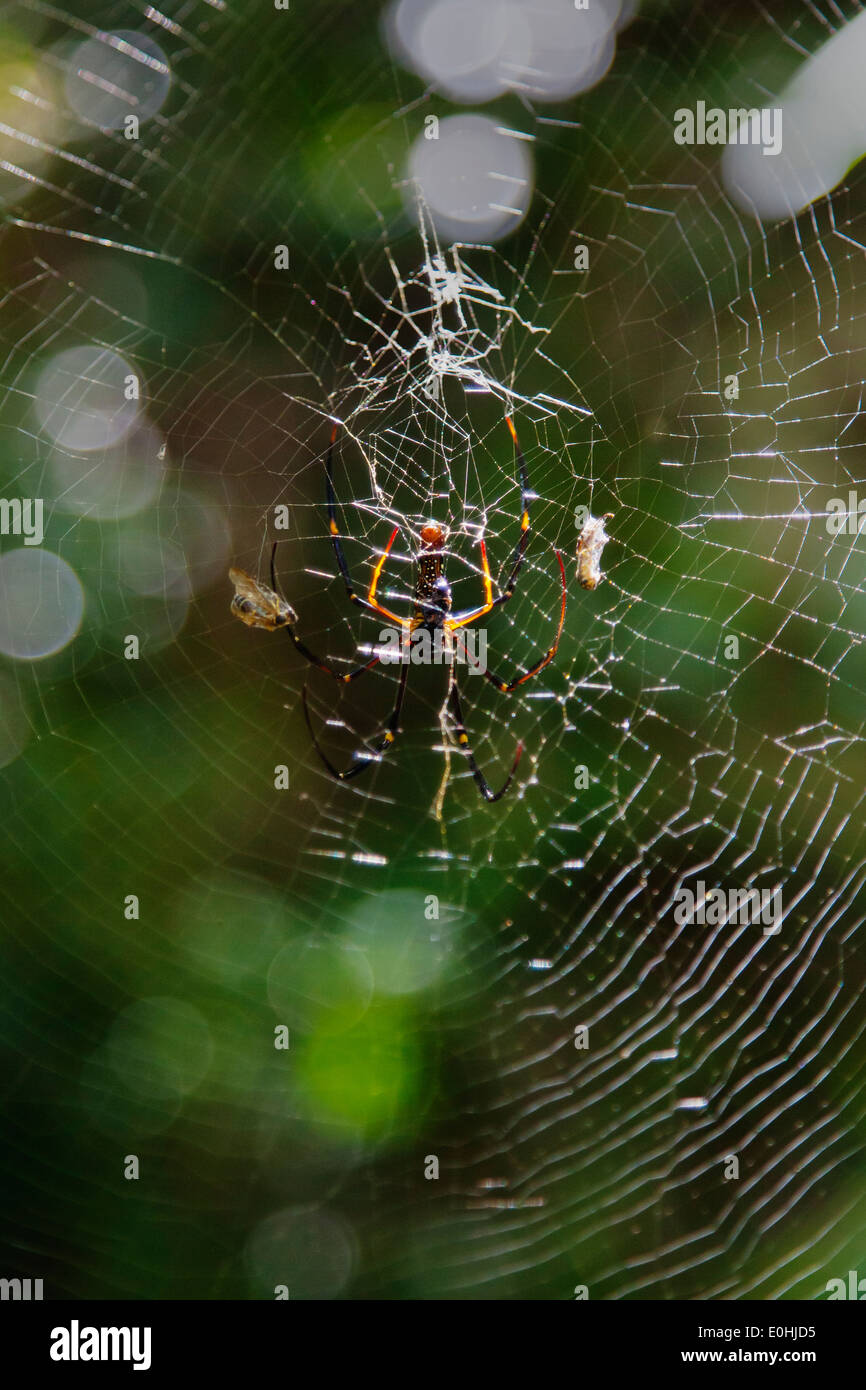 A SPIDER in the rainforest of the KINABATANGAN RIVER WILDLIFE SANCTUARY ...