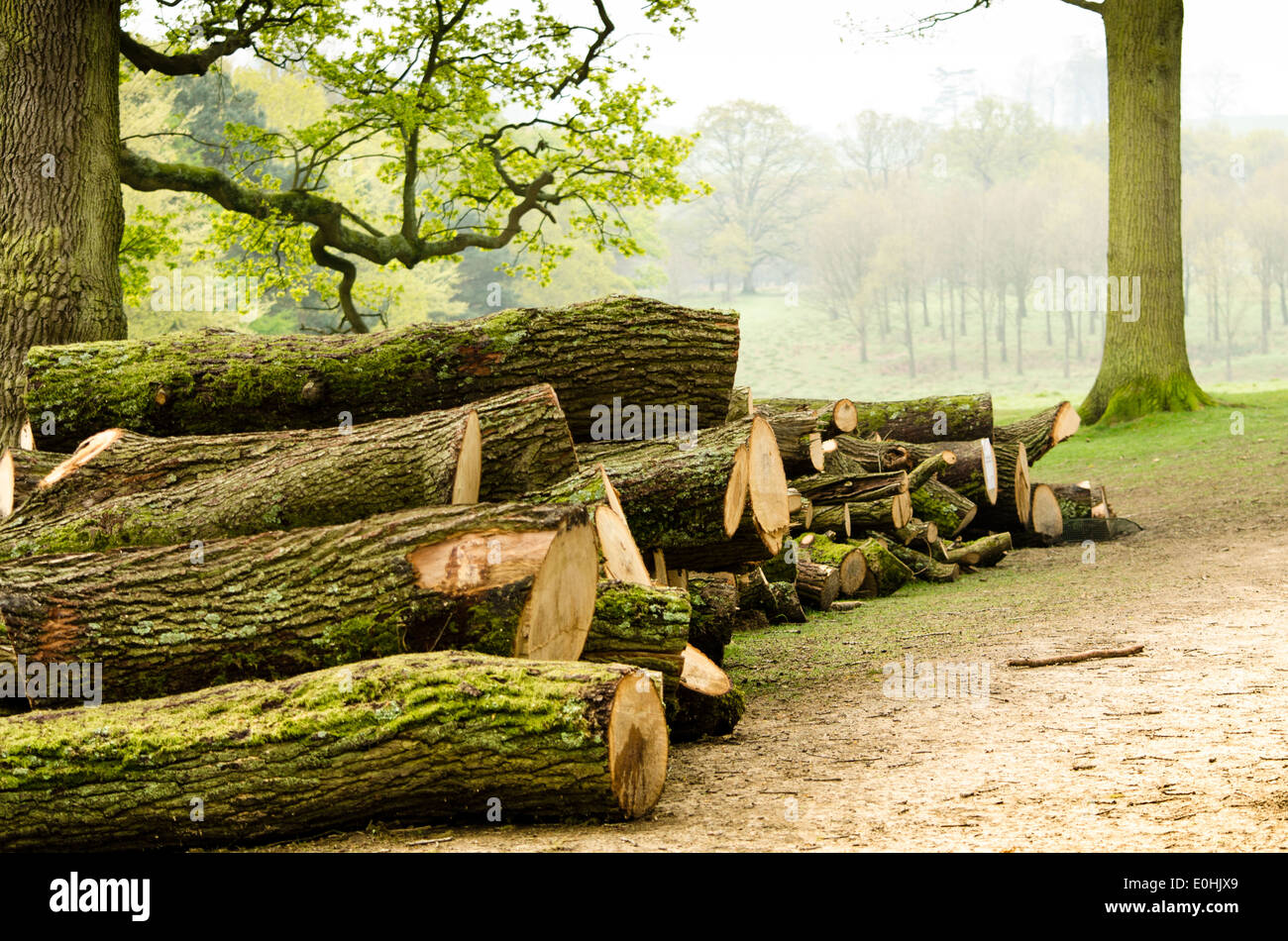 Cut trees clearing hi-res stock photography and images - Alamy