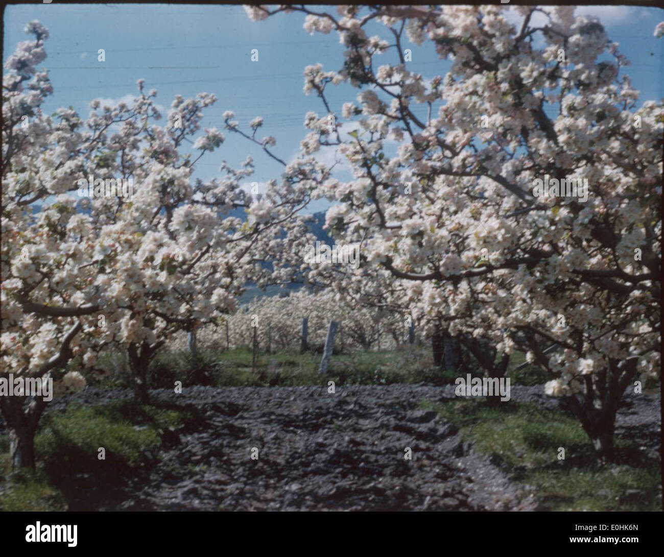 Apple orchards in australia hi-res stock photography and images - Alamy
