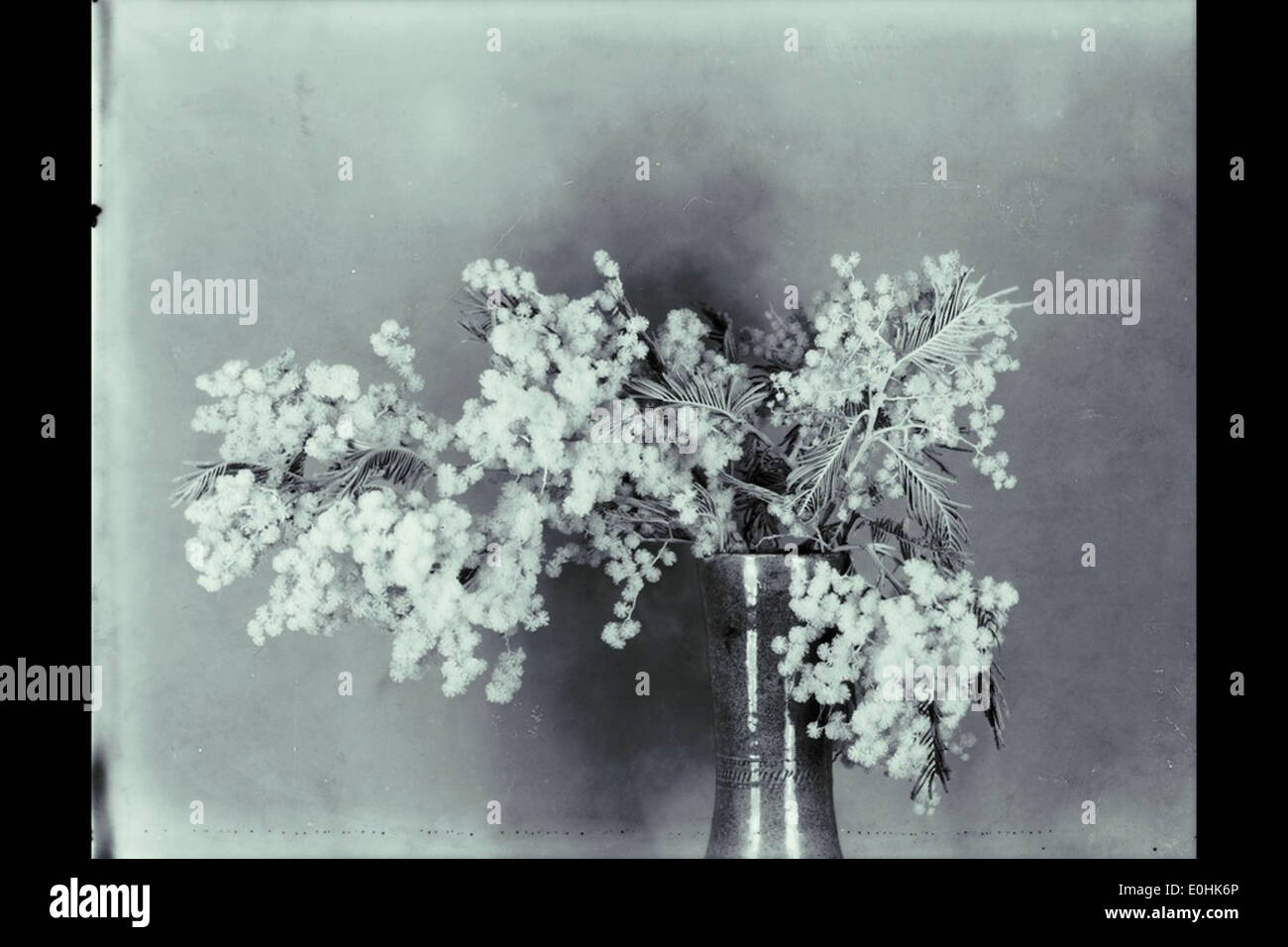 Australian wattle painting hi-res stock photography and images - Alamy