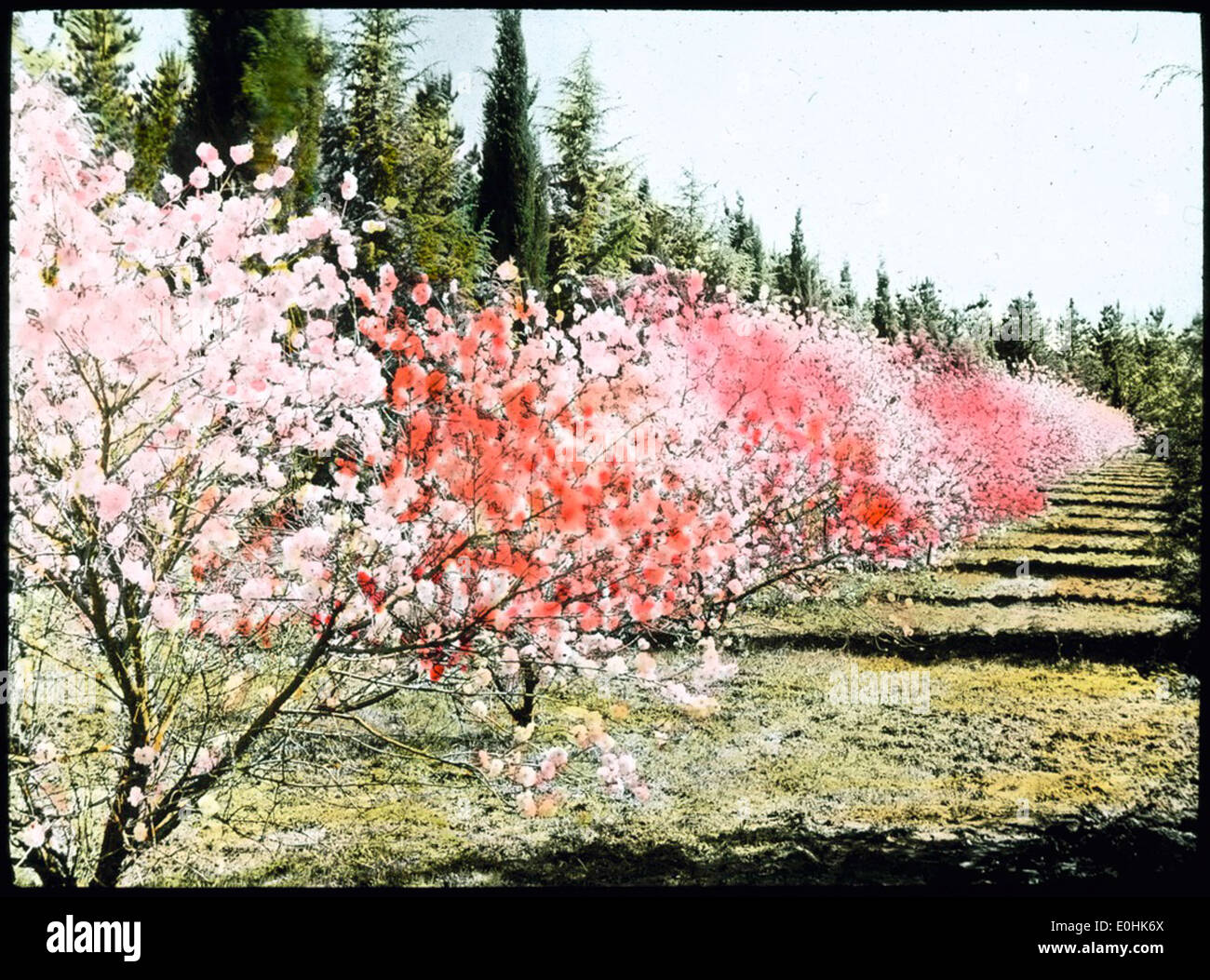 A photograph of prunus trees in bloom, captured by W.J. Mildenhall ...