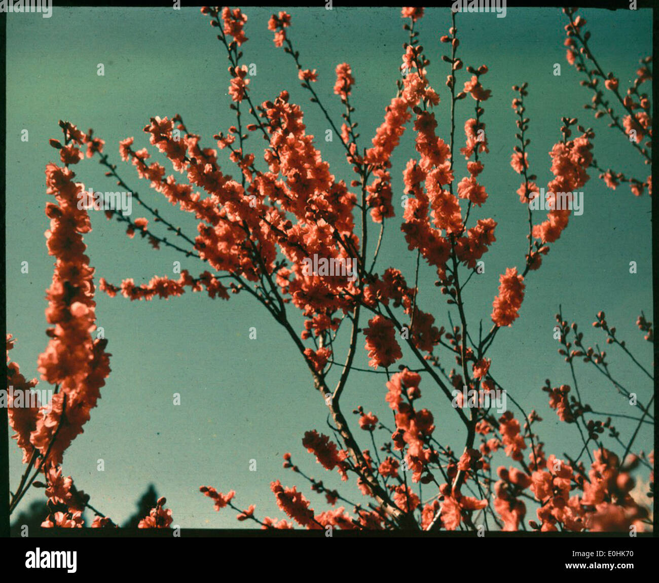 A flowering Prunus tree is captured in full bloom in this image. The ...