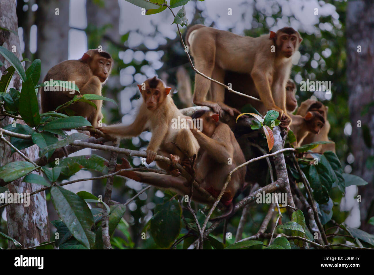 A troupe of SHORT TAILED TAILED MACAQUES (Macaca arctoices) in the ...