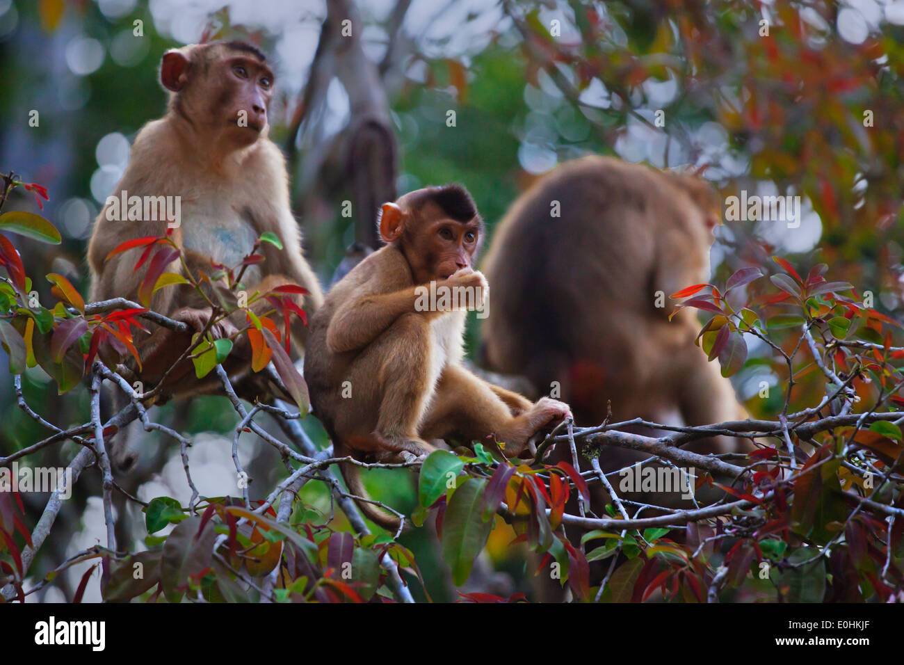 Short tailed macaque hi-res stock photography and images - Alamy