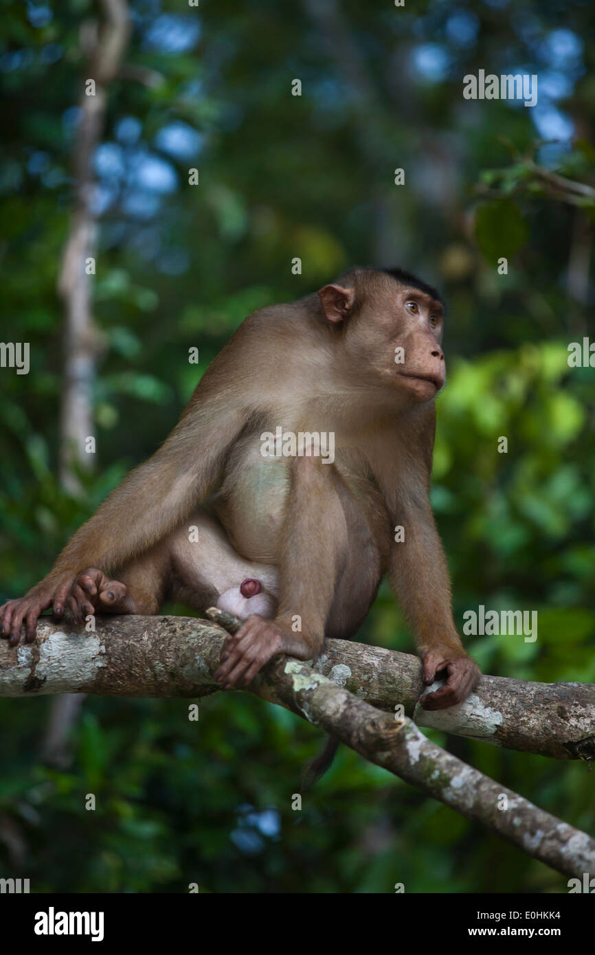 Stump tailed macaques hi-res stock photography and images - Alamy