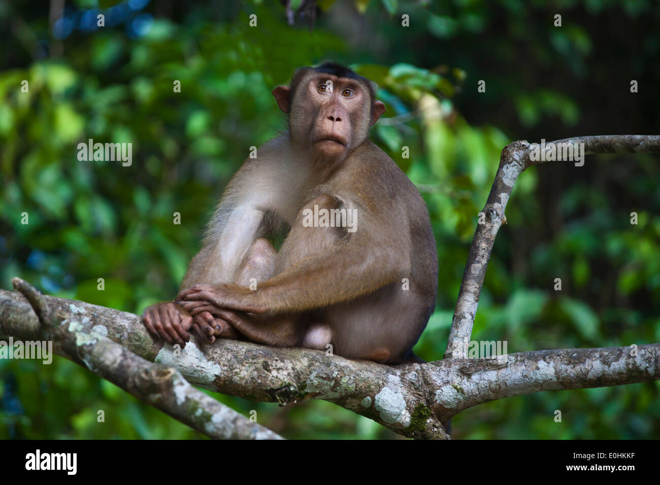 Stump tailed macaques hi-res stock photography and images - Alamy
