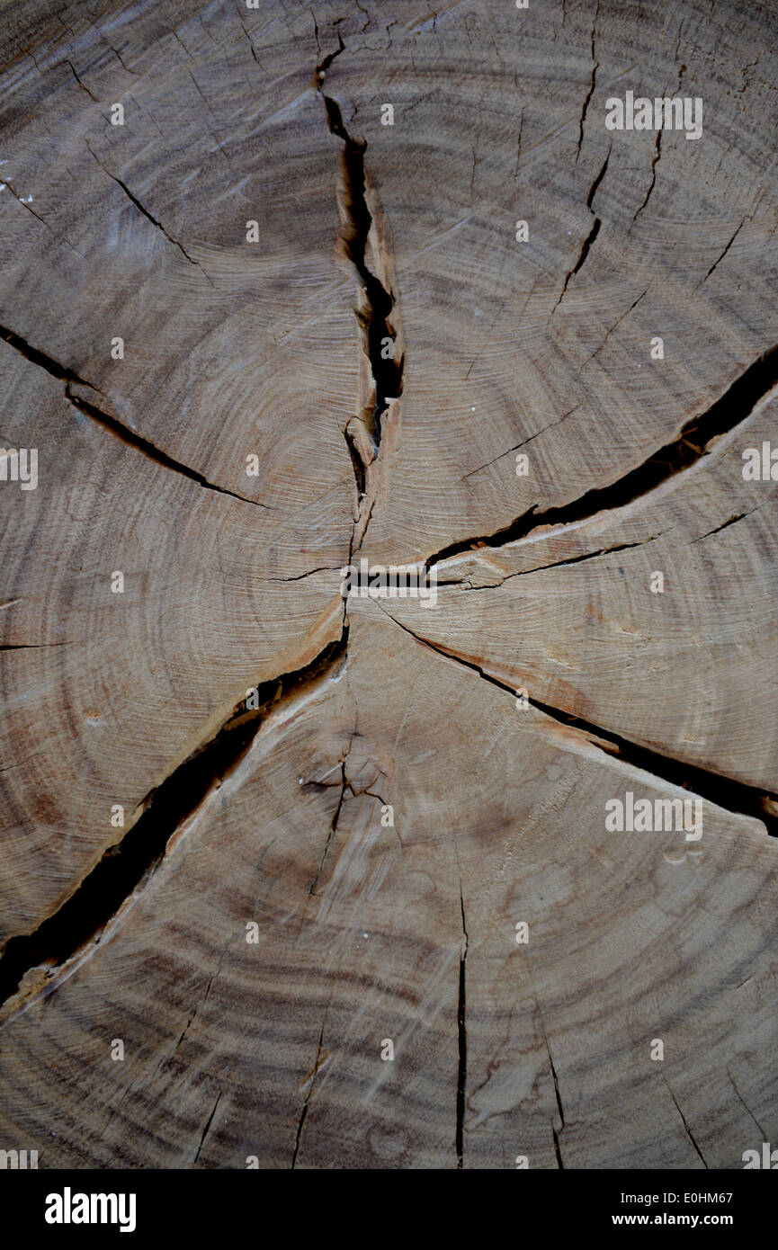 A close up shot of a log end Stock Photo - Alamy