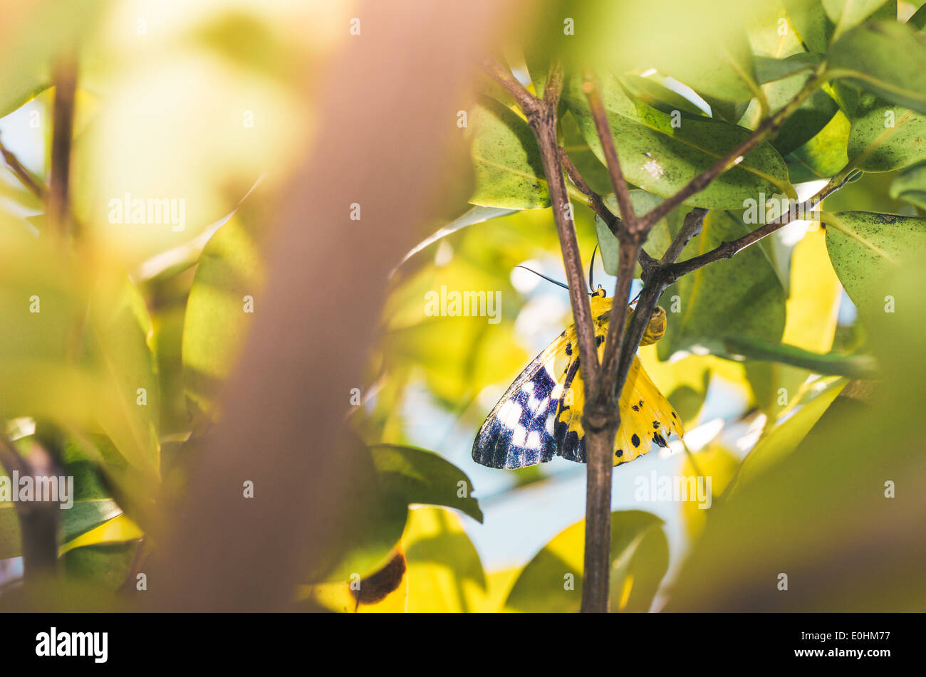 Yellow moth or Dysphania militaris in the nature Stock Photo - Alamy