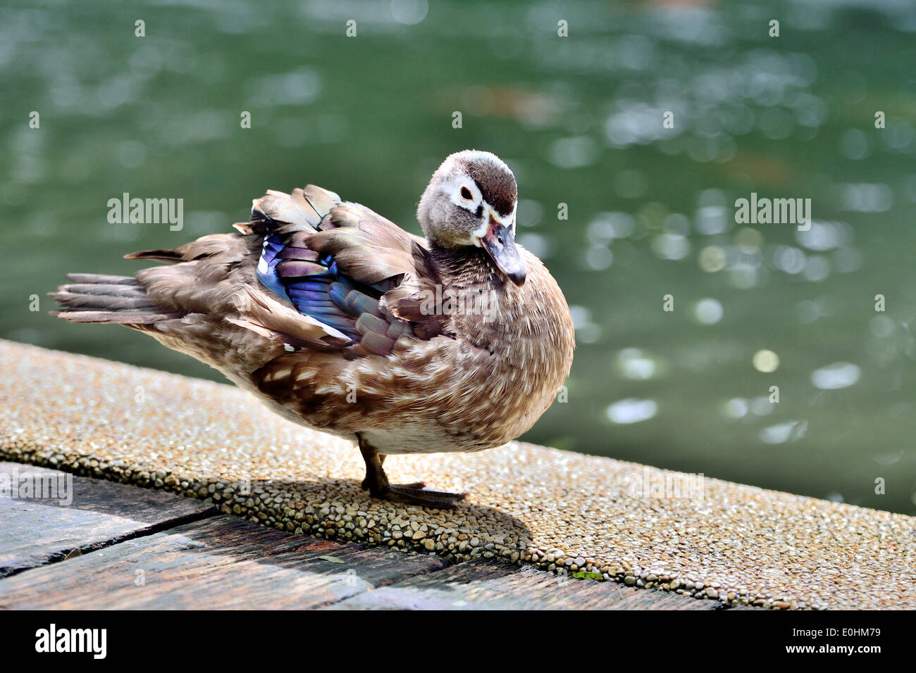 Carolina duck hi-res stock photography and images - Alamy