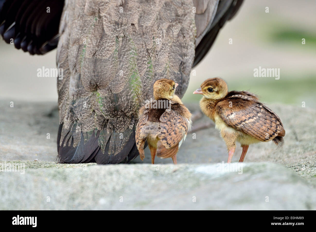 Baby peacock hi-res stock photography and images - Alamy