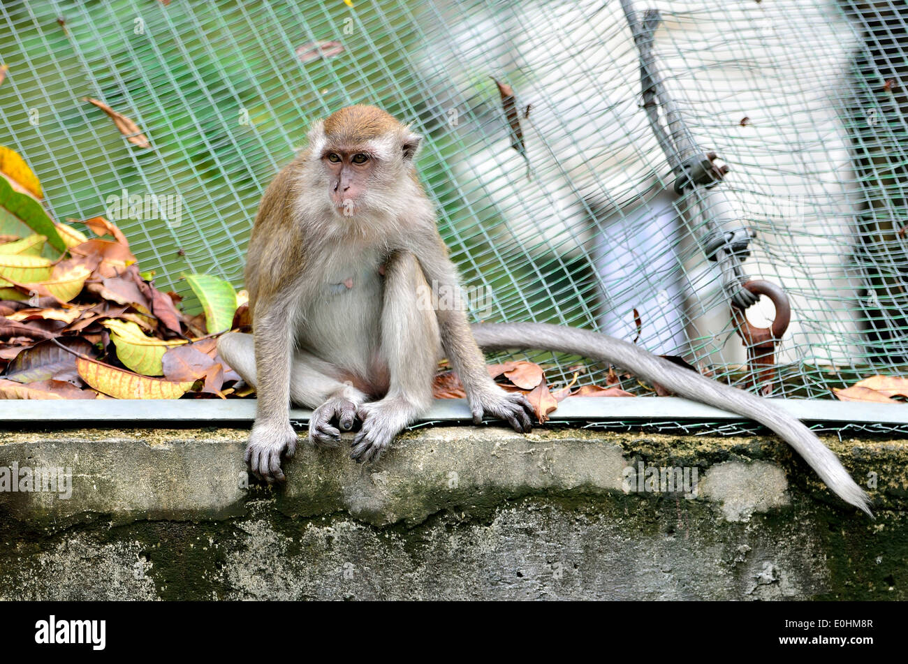 Monkey sitting bird hi-res stock photography and images - Alamy