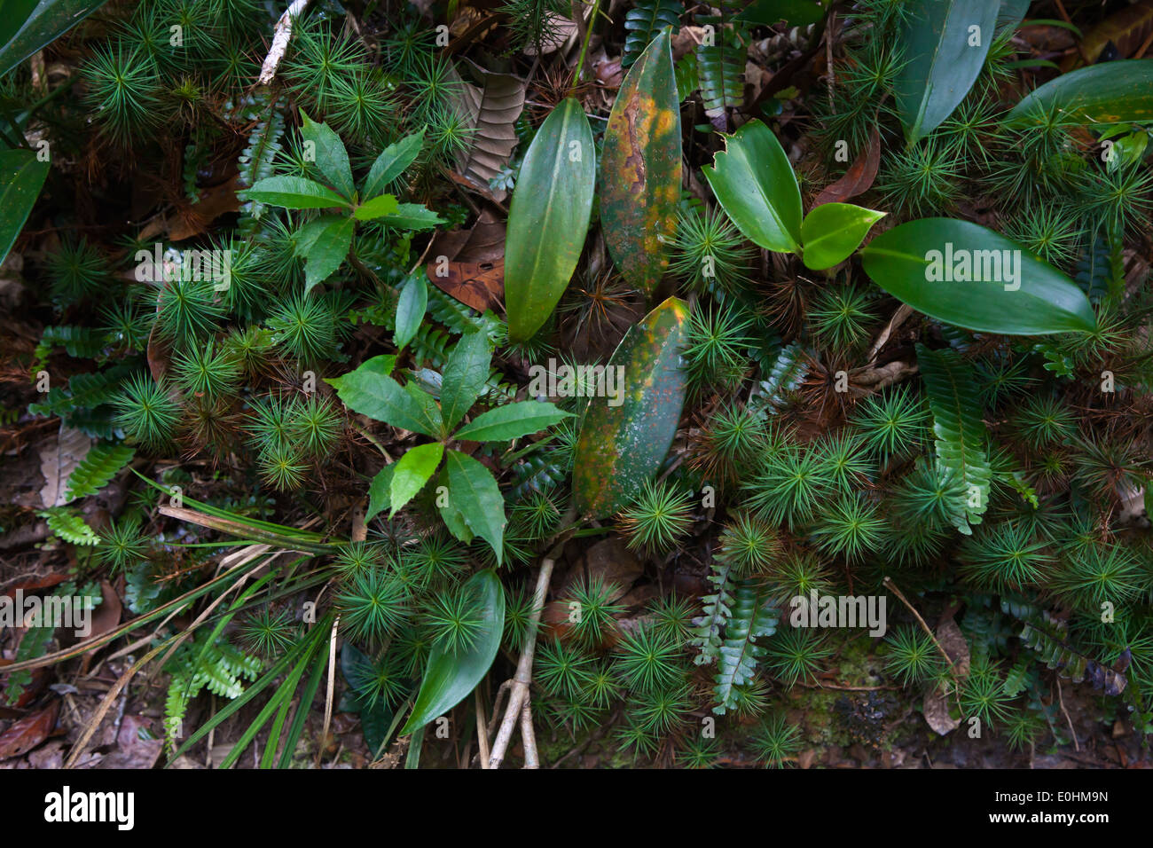 Sabah borneo malaysia plants hi-res stock photography and images - Alamy