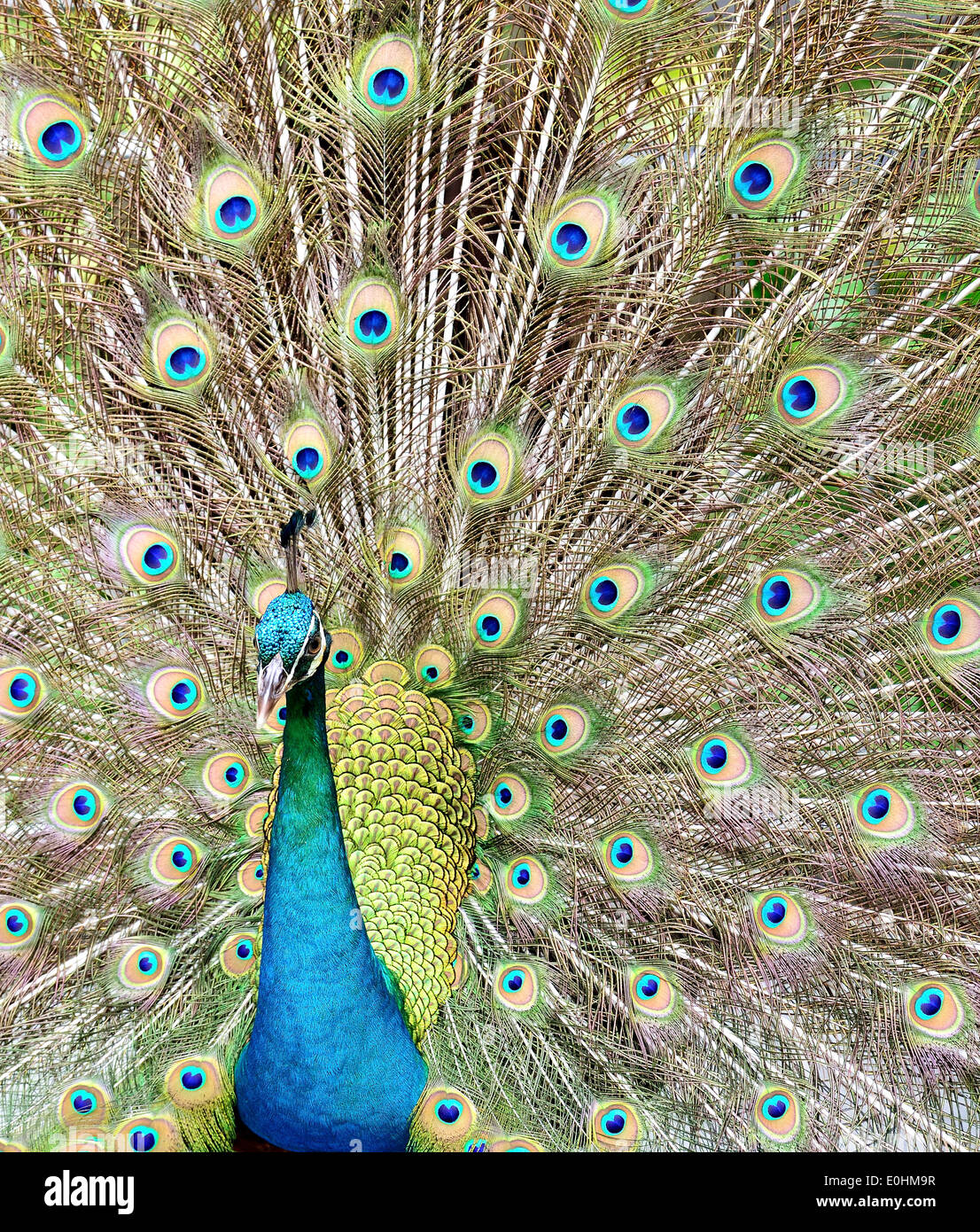 Beautiful peacock hi-res stock photography and images - Alamy