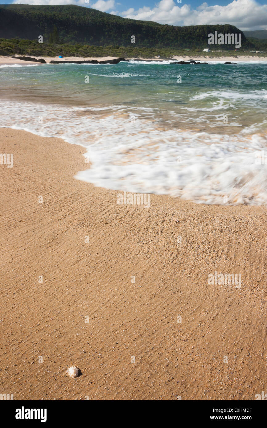 Sandy coast with lone shell on Nature Valley Beach, Crags, Garden Route ...