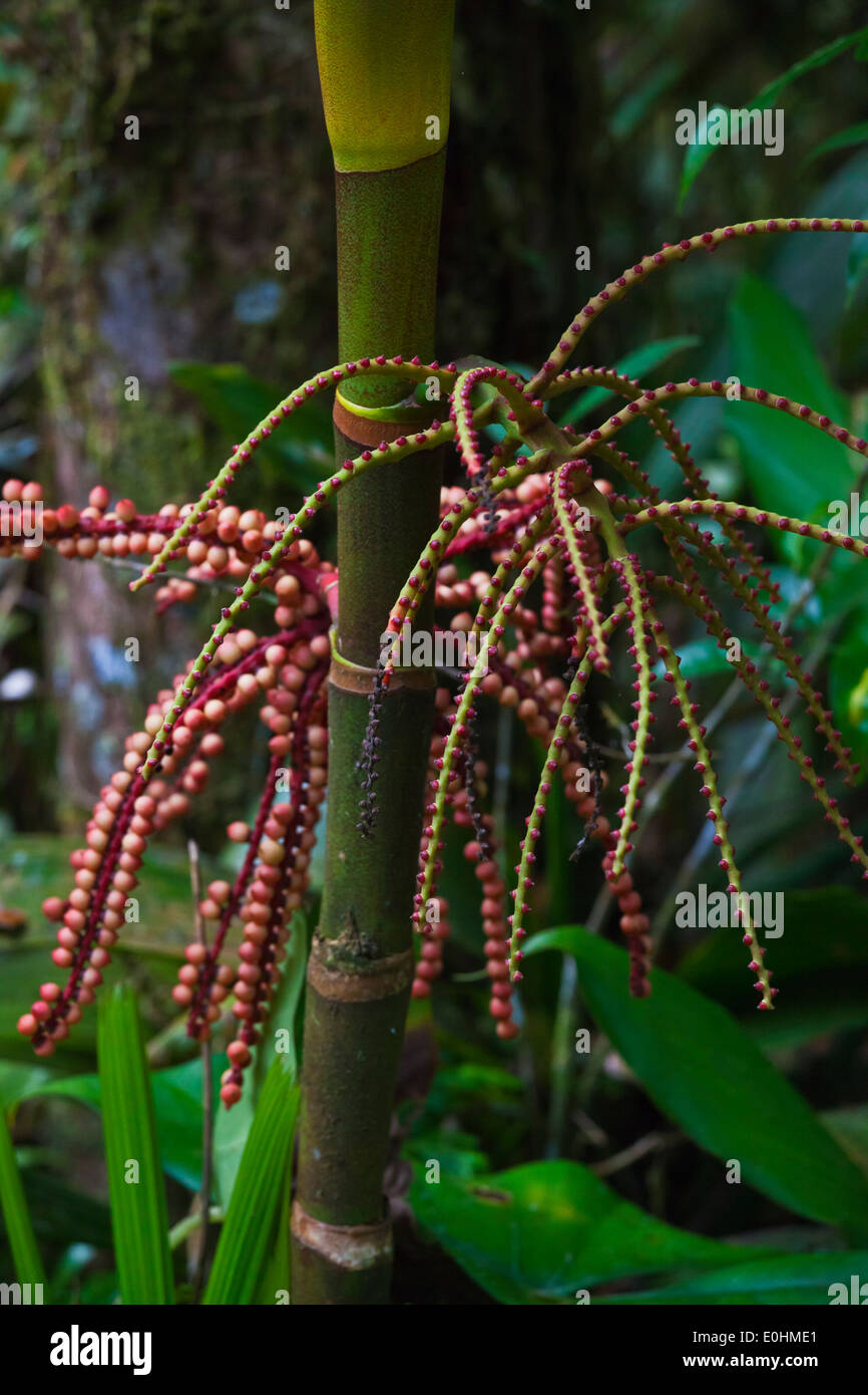A BAMBOO FLOWER in the BOTANICAL GARDEN IN KINABALU NATIONAL PARK which ...