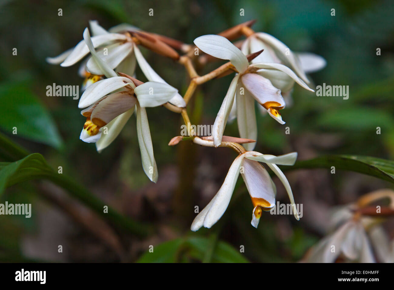 Kinabalu botanical garden hi-res stock photography and images - Alamy