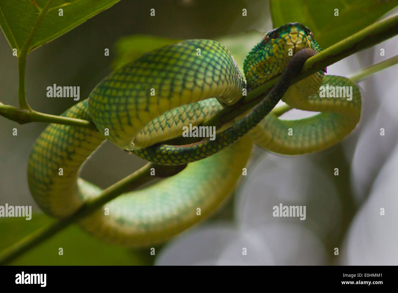 Temple pit viper hi-res stock photography and images - Alamy