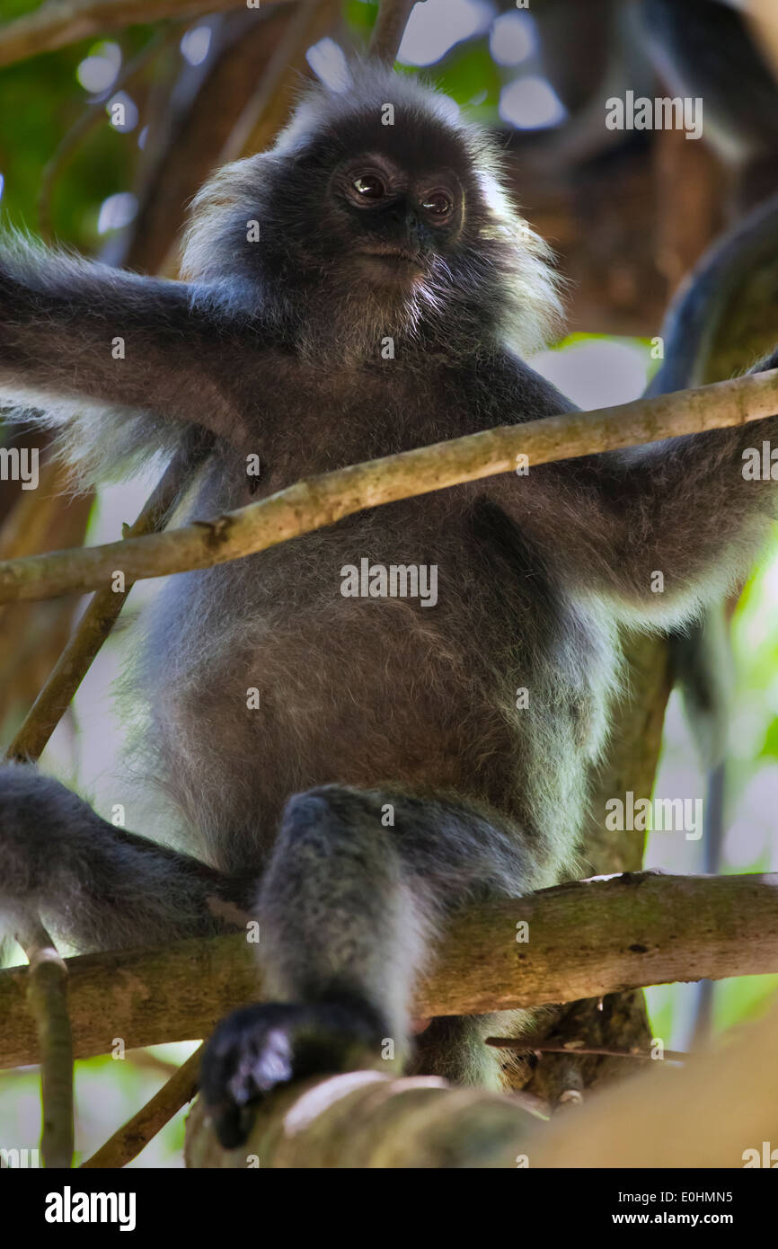 Silver backed leaf monkey hi-res stock photography and images - Alamy