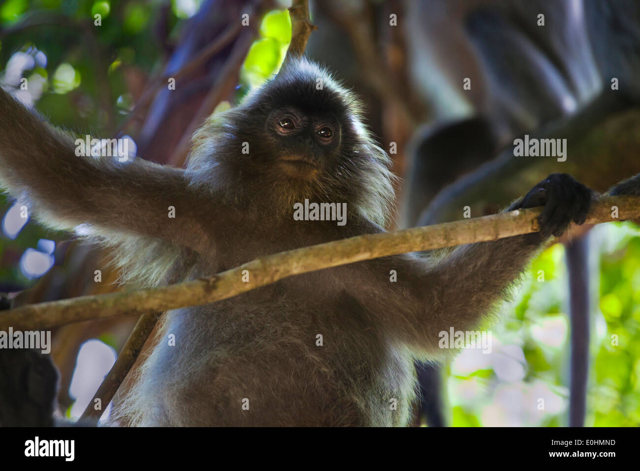 Silvery leaf monkey High Resolution Stock Photography and Images - Alamy