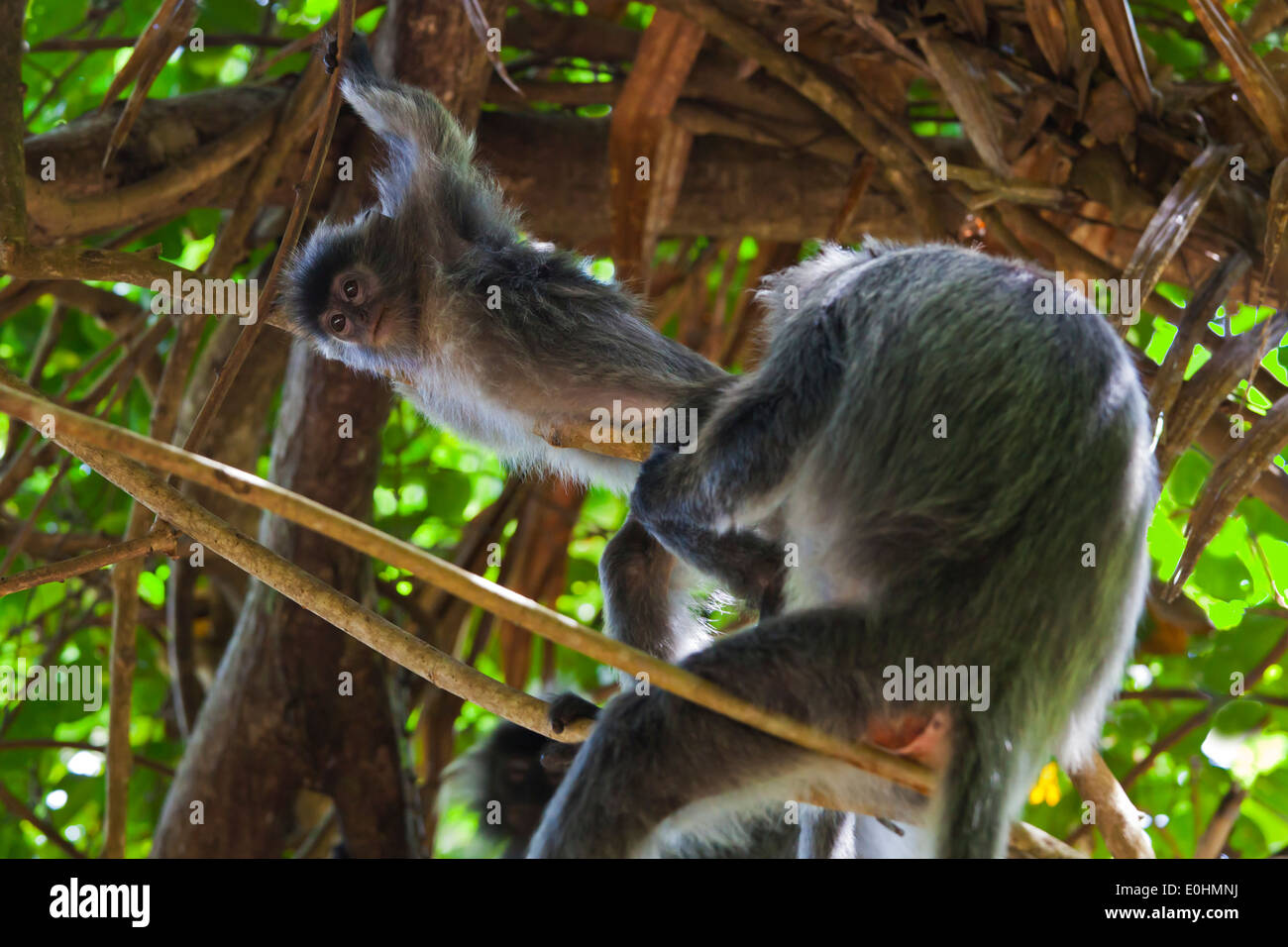 Silver leaf monkey bako national park hi-res stock photography and ...