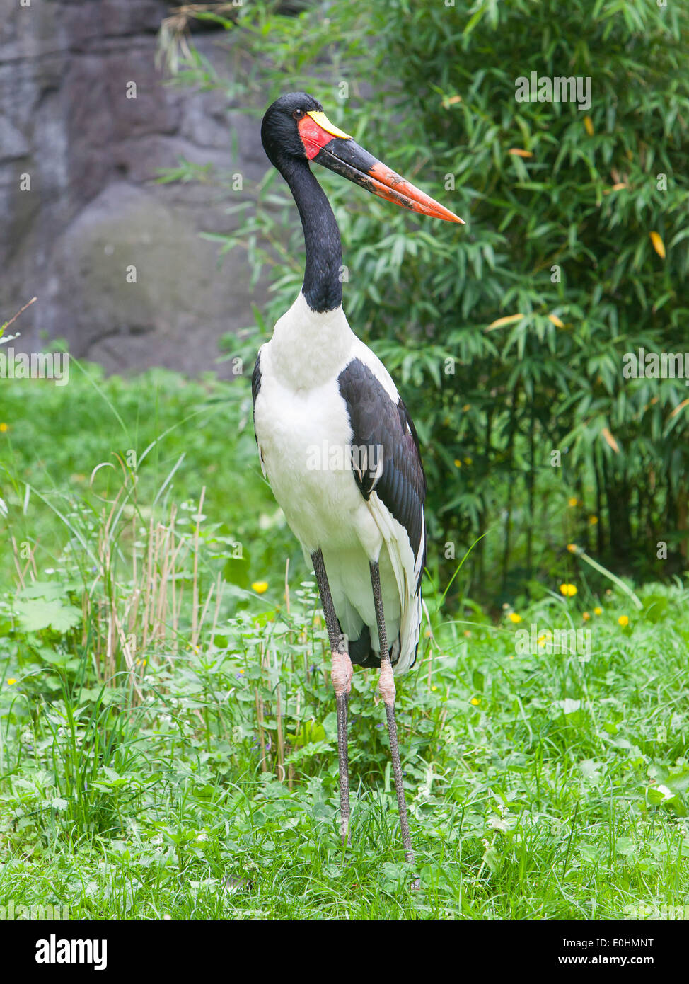 Stork egg hi-res stock photography and images - Alamy
