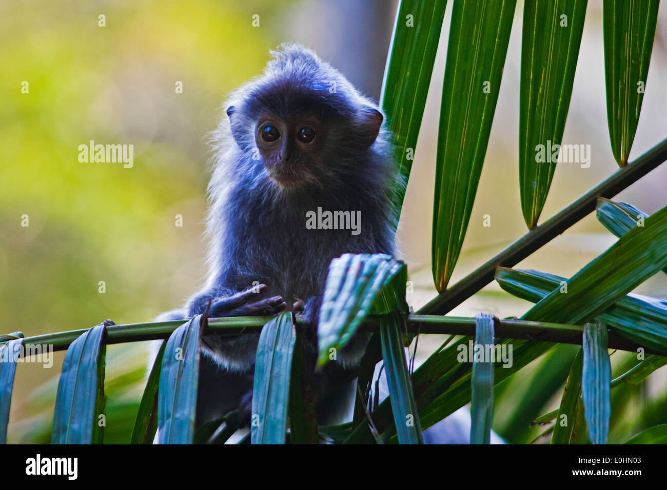Borneo d1003 hi-res stock photography and images - Alamy