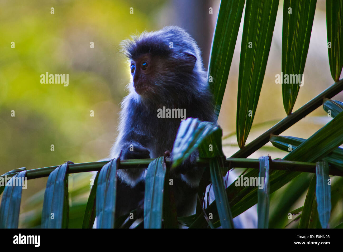 Silver backed leaf monkey hi-res stock photography and images - Alamy