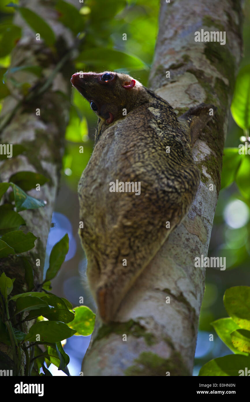 A COLUGO or Flying Lemur (Galeopterus variegatus) on a tree in BAKO ...