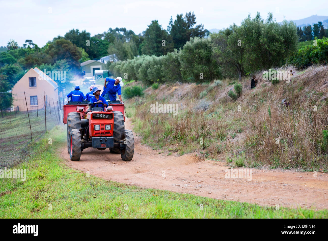 Farm hands heading to vineyards in a red truck during autumn harvest ...