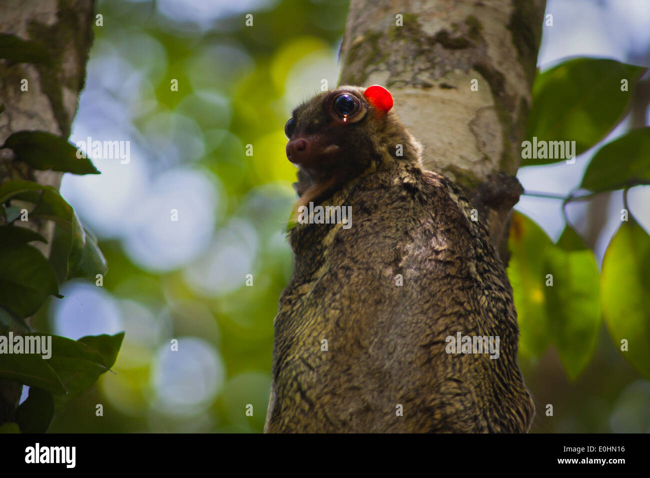 Cynocephalidae Stock Photos & Cynocephalidae Stock Images - Alamy