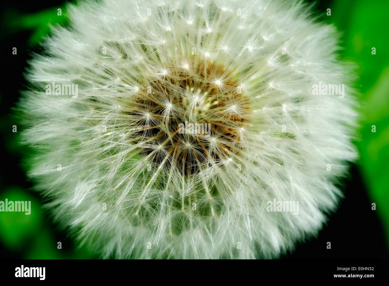 Fuzzy seed heads hi-res stock photography and images - Alamy