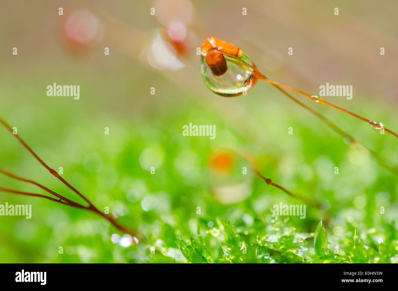 Fresh moss macro in green nature or in old stone or old wall Stock ...