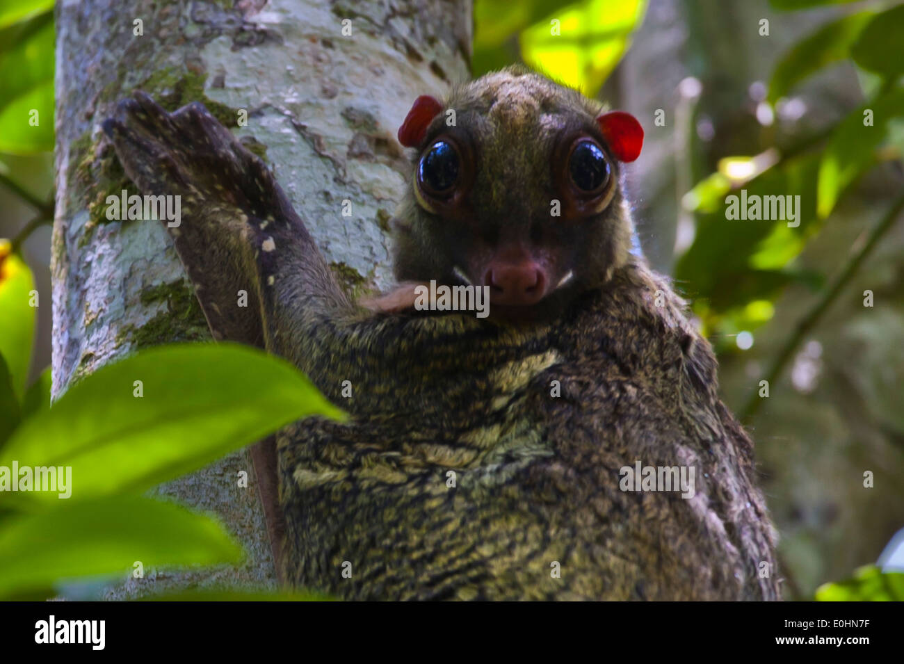 A COLUGO or Flying Lemur (Galeopterus variegatus) on a tree in BAKO ...