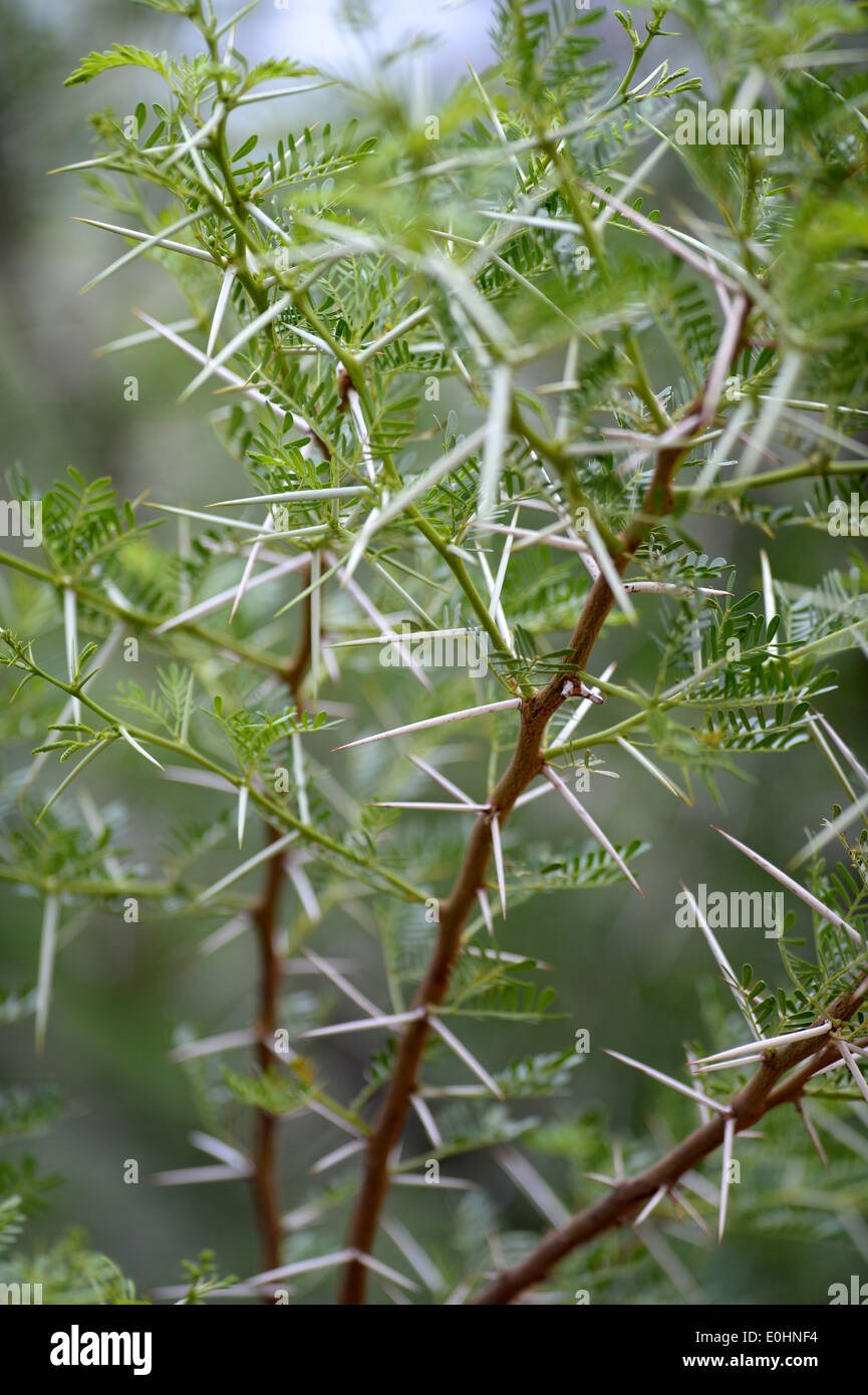 A close up image of African Boxthorn Stock Photo - Alamy