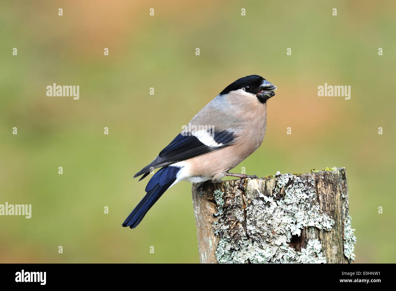 Gimpel weibchen hi-res stock photography and images - Alamy