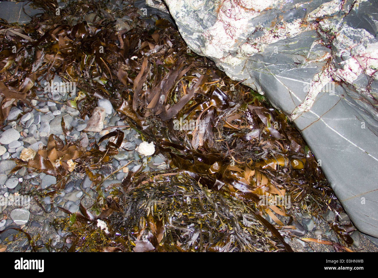 Seaweed layers hi-res stock photography and images - Alamy