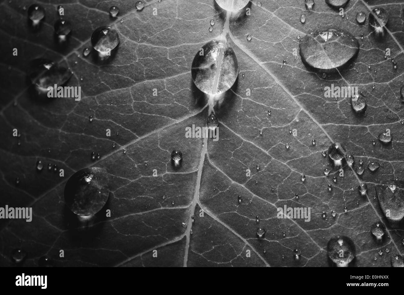 Drops in grass Black and White Stock Photos & Images - Alamy