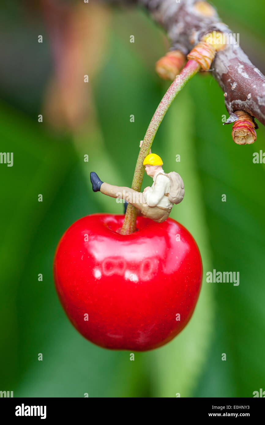 Cherry on a cherry tree branch Stock Photo - Alamy