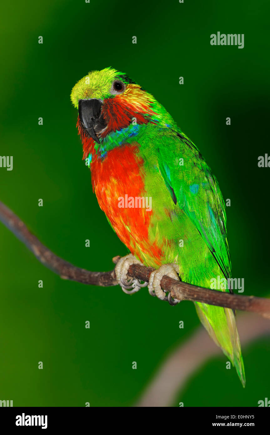 Edward's Fig-Parrot or Scarlet-cheeked Fig Parrot (Psittaculirostris ...