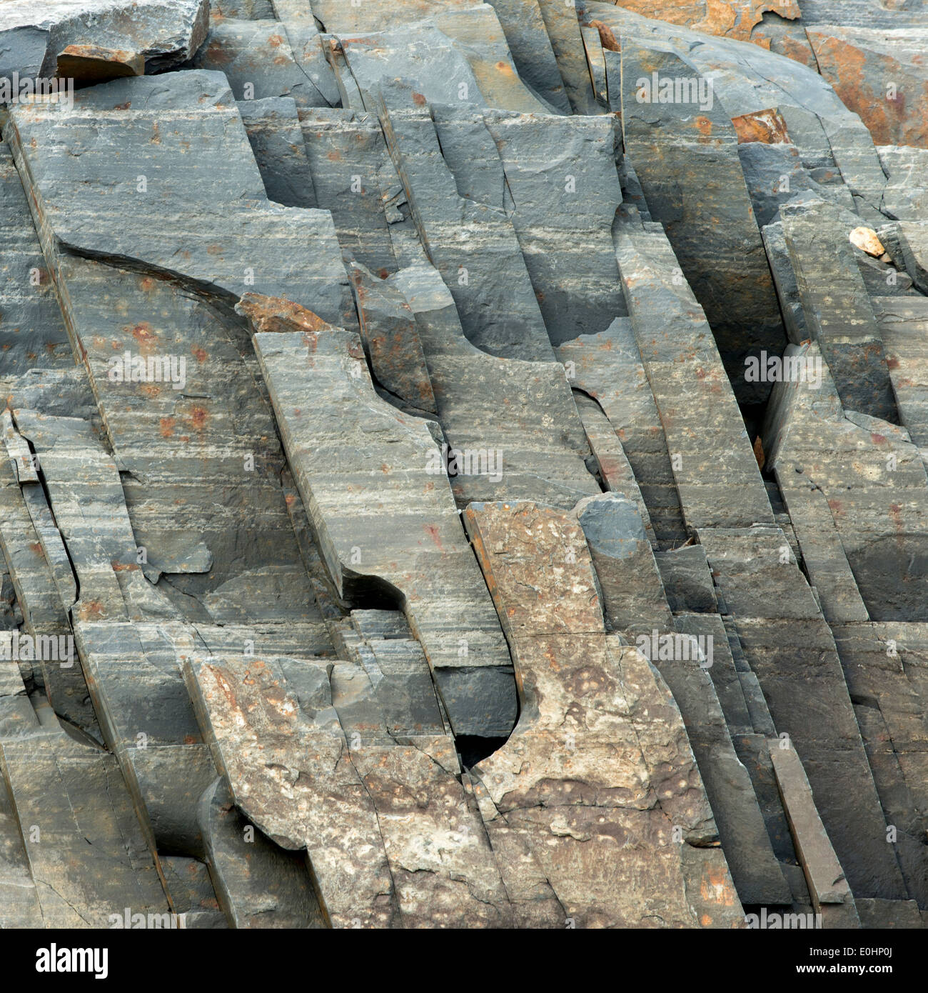 Catalina newfoundland hi-res stock photography and images - Alamy