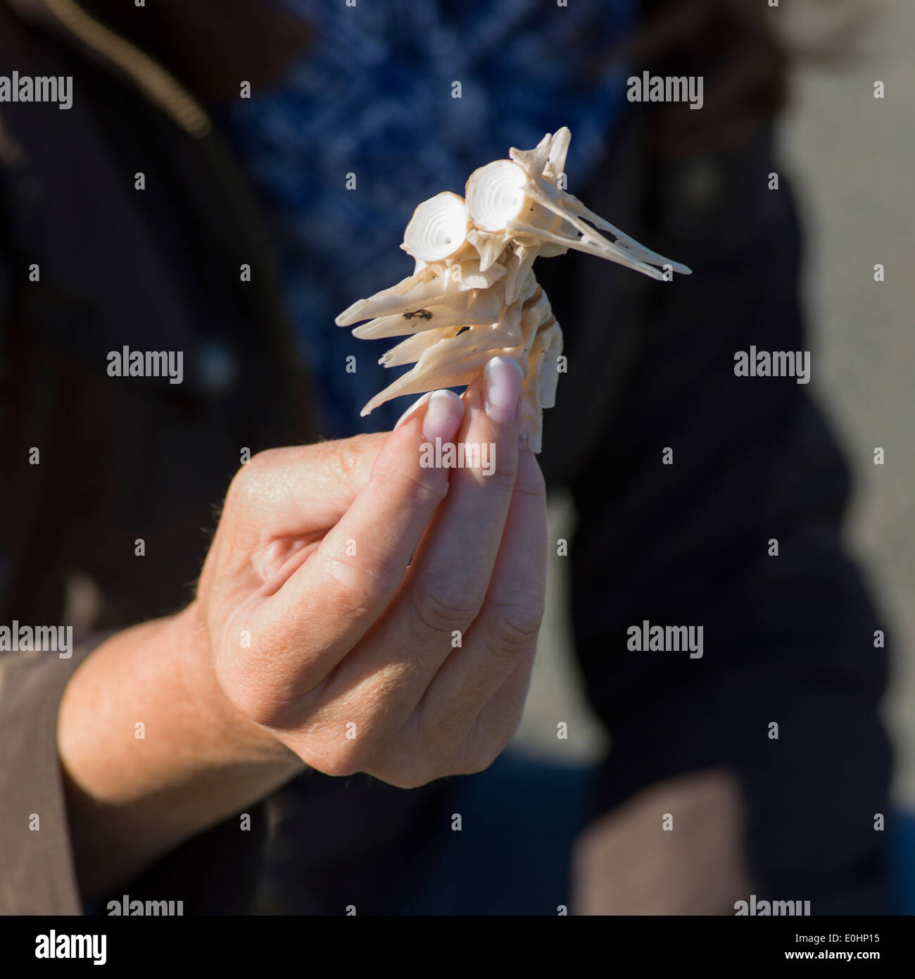 Hand holding seashell hi-res stock photography and images - Alamy
