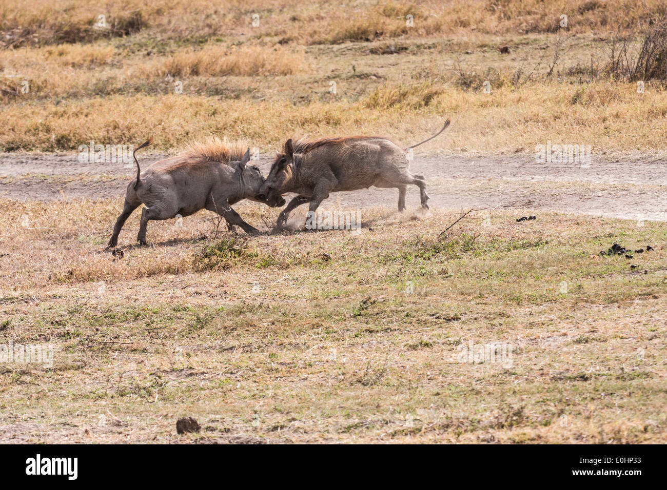two male Warthogs (Phacochoerus africanus) fighting. Photographed in ...