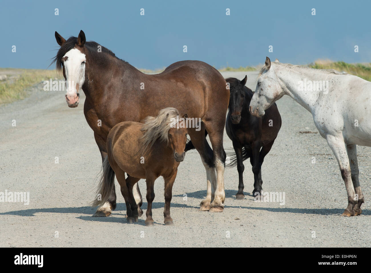 Four horses standing hi-res stock photography and images - Alamy