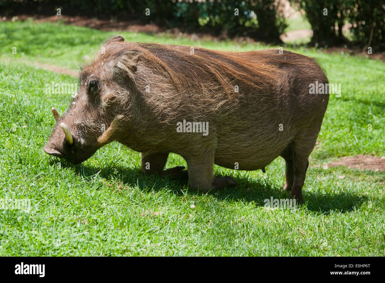 Warthog (Phacochoerus africanus) Photographed in Tanzania Stock Photo ...
