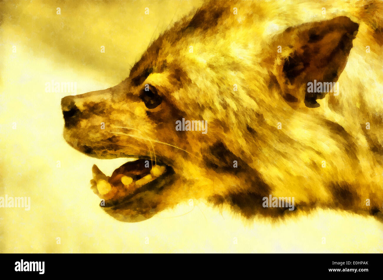 Pictures of striped hyena hi-res stock photography and images - Alamy