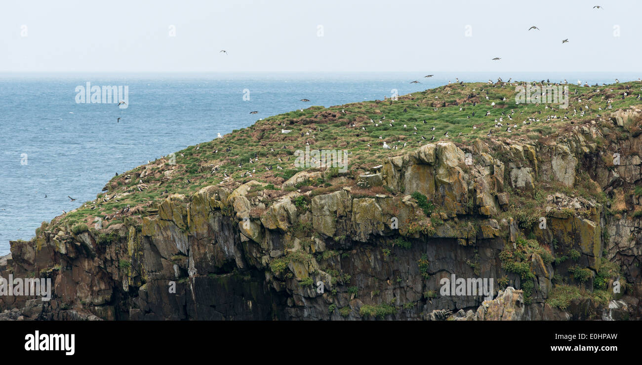 Flock of Atlantic Puffin birds at coast, Little Catalina, North Bird ...