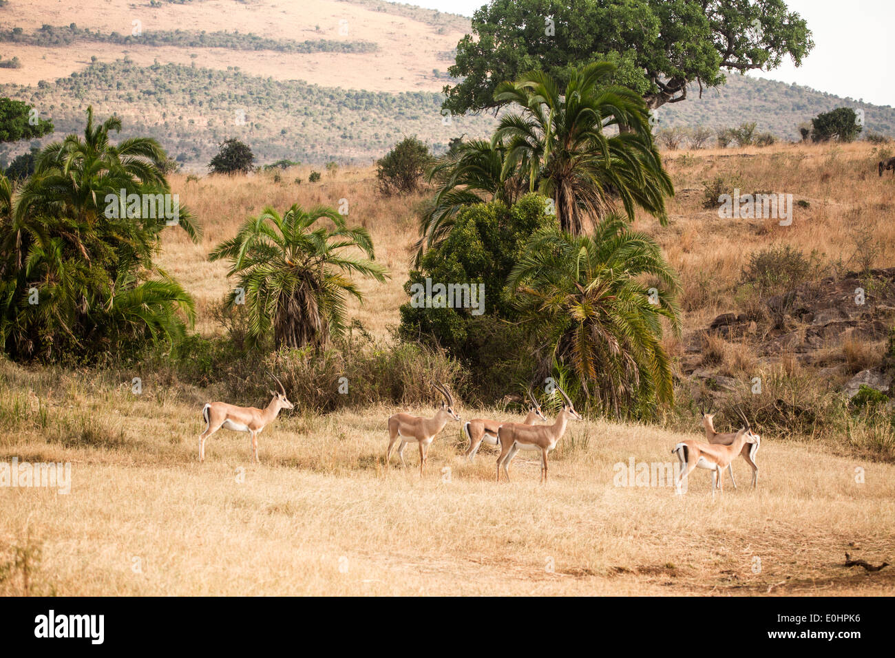 Grant's gazelle (Nanger granti). Photographed in Tanzania Stock Photo ...