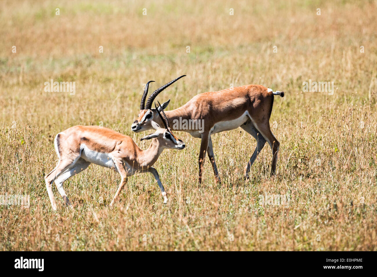 Grant's gazelle (Nanger granti). Photographed in Tanzania Stock Photo ...